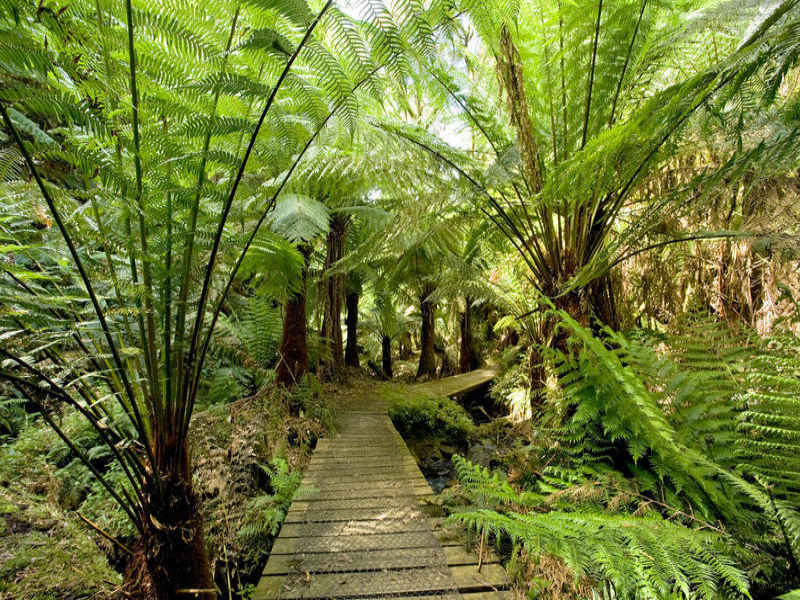 935 Barham River Road, Apollo Bay, VIC 3233 - realestate.com.au