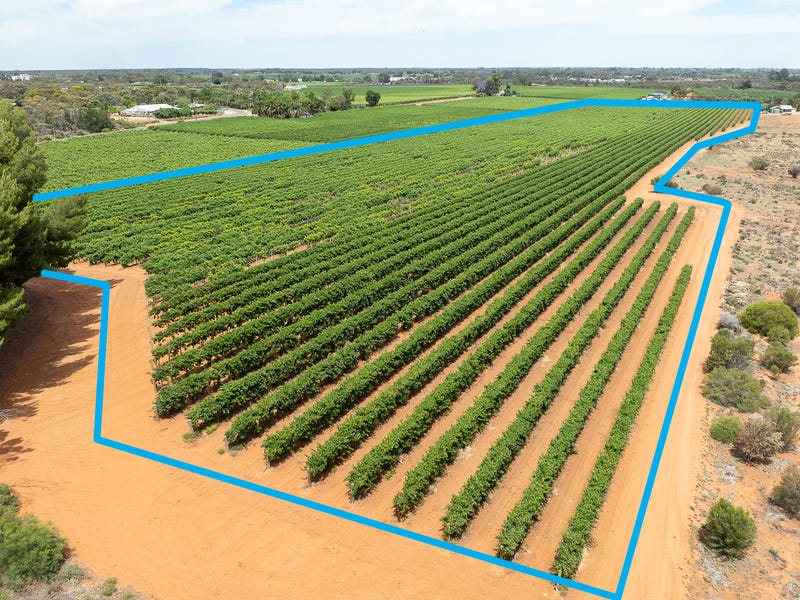 Lot 11 Battams Road, Glossop, SA 5344 - Viticulture/vineyard for Sale ...