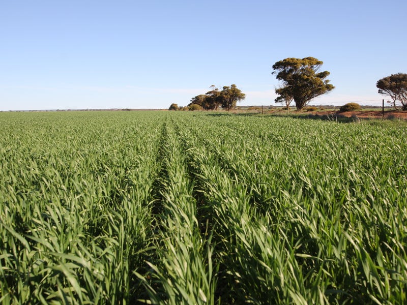 Lots Bodallin South Road, Bodallin, WA 6424 - Property Details