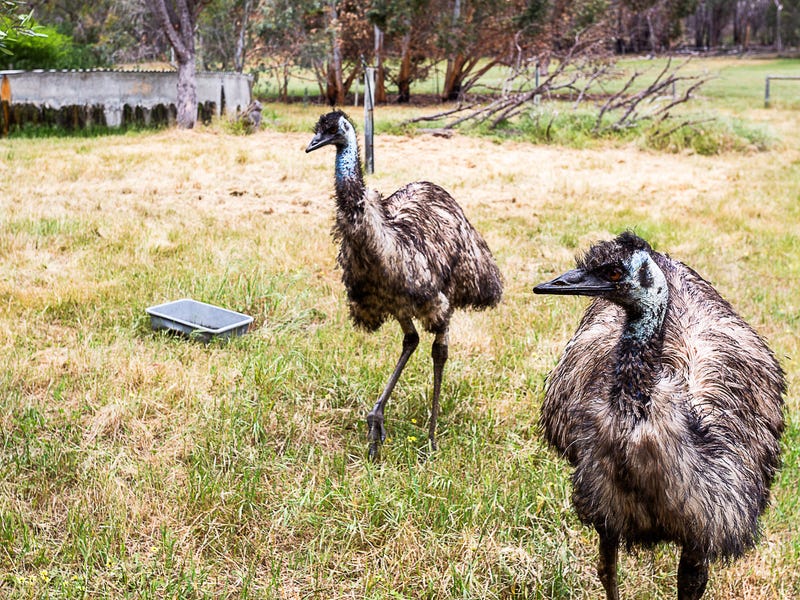 Real Estate & Property for Sale in Chidlow, WA 6556 - realestate.com.au