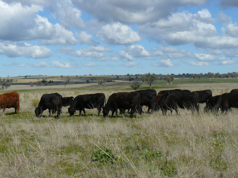 " Colomie", Wallangra, NSW 2360 - Property Details