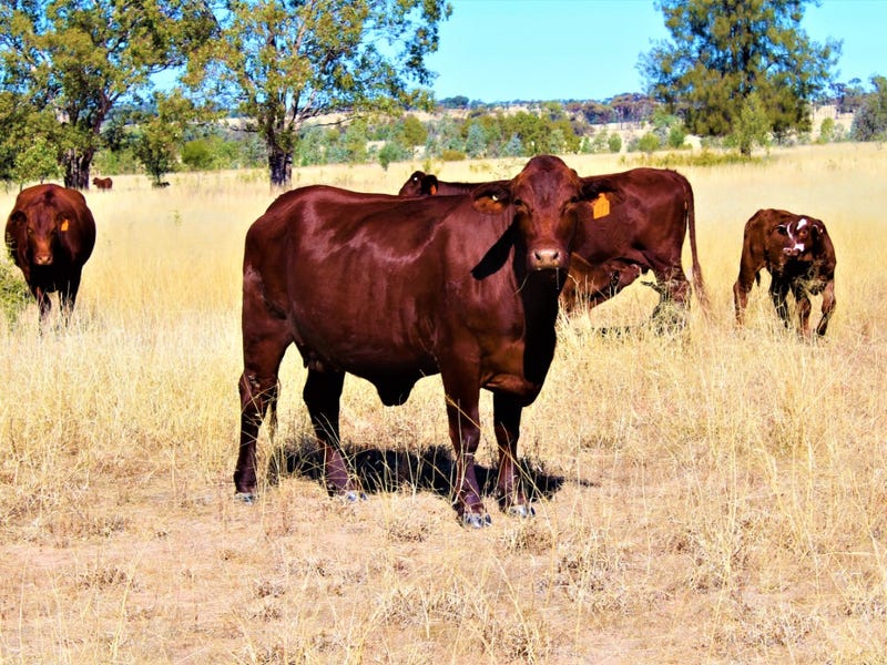 0 Daymar, Roma, Qld 4455 - Property Details