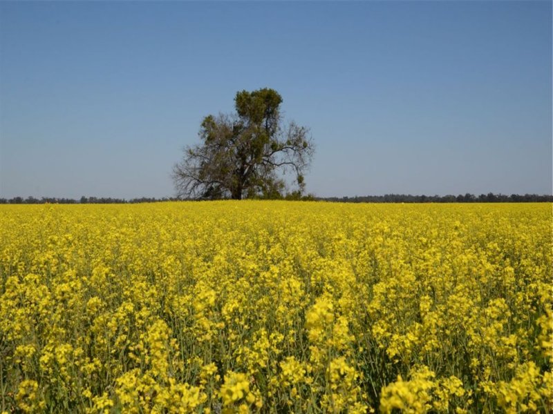 2 "Allengrove" Warregal Road, Parkes, NSW 2870 - Property Details