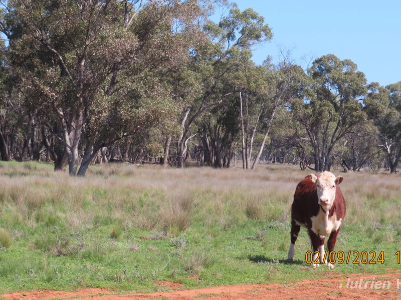 * Needlewood, Nymagee, NSW 2831 - Property Details