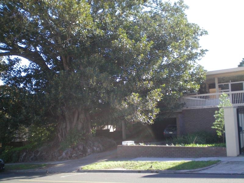 66A Balaclava Road, Caulfield North, VIC 3161 - realestate.com.au