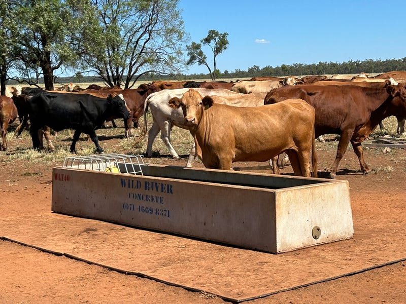 GLENMORE Silver Springs Road, Surat, Qld 4417 - Livestock for Sale ...