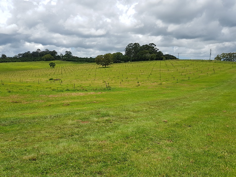 696 Tregeagle Road, Tregeagle, NSW 2480 - Property Details