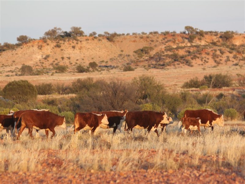 . Wintinna Station, Marla, SA 5724 - Property Details