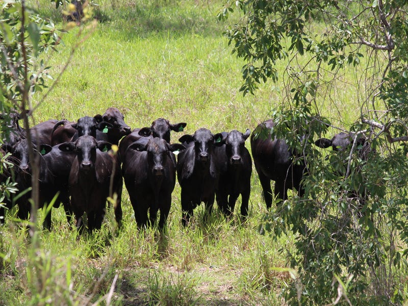 Property 700181991, Ravenshoe, Qld 4888 - Property Details