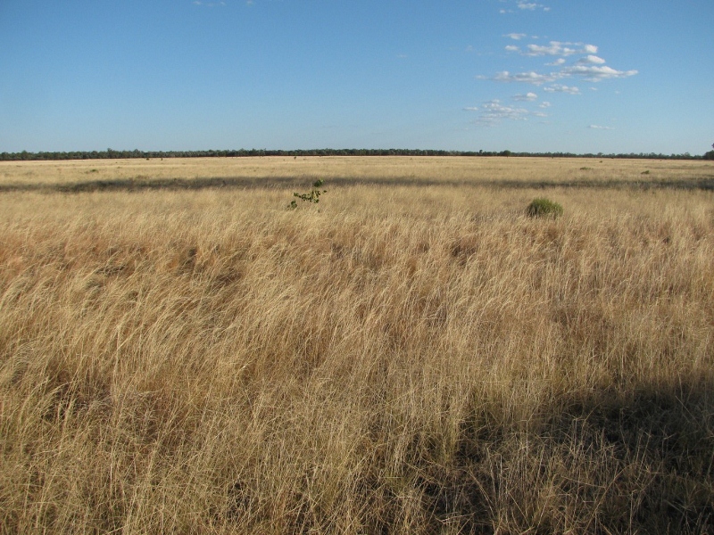 Bushells, Stumpy Lane Rd, Narrabri, NSW 2390 - Property Details