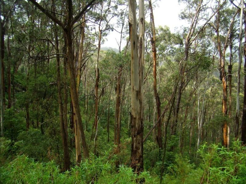 Lot 196 Mt Darragh Road, Wyndham, NSW 2550 - Property Details