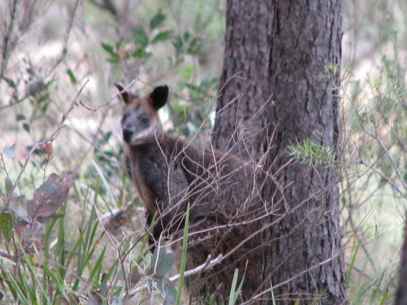 111 Mooneys Road, Currawang, NSW 2580 - Property Details