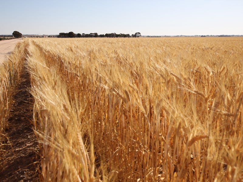 3060 Cramphorne Road, Muntadgin, WA 6420 - Property Details