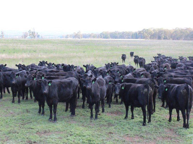 . Neilrex Rd, "Butheroo Aggregation", Coolah, NSW 2843 - Property Details