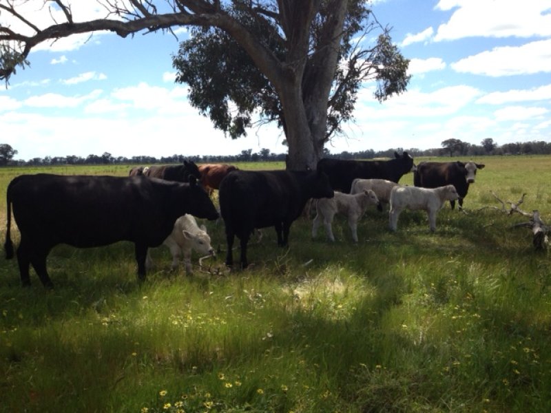 2253 Dargalong Road, Avenel, Vic 3664 - Property Details