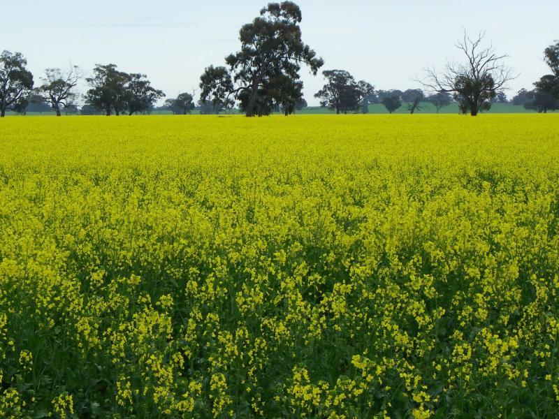 1312 Rand-Saffron Road, Rand, NSW 2642 - Property Details