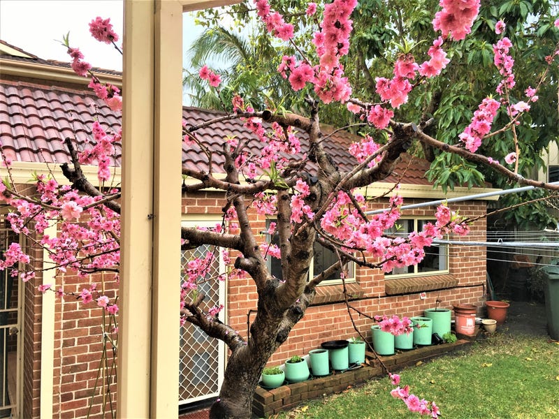 12 Nyan Street, Chifley, NSW 2036 - realestate.com.au