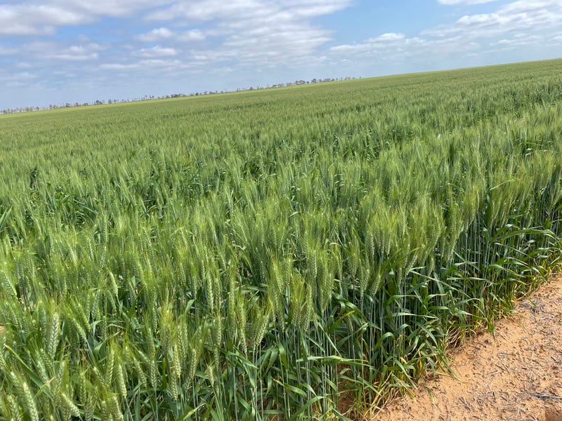 1045 WICKENS ROAD, Binnu, WA 6532 - Property Details