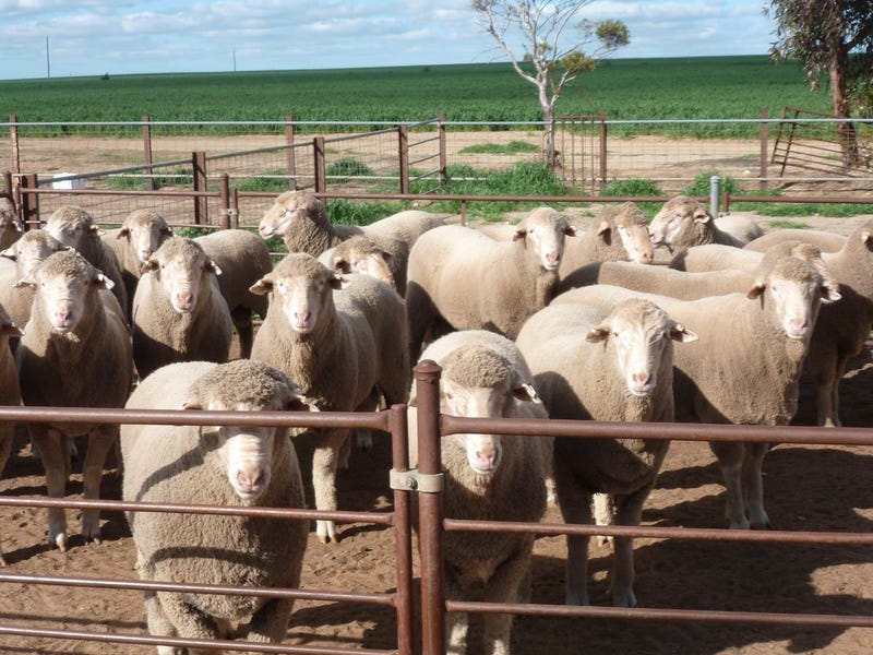 455 Longmuir Rd, Gabbin via, Koorda, WA 6475 - Property Details