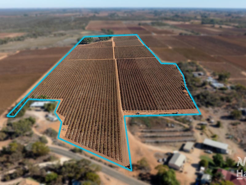 Allotment 23 Garrett Road, Glossop, SA 5344 - Viticulture/vineyard for ...