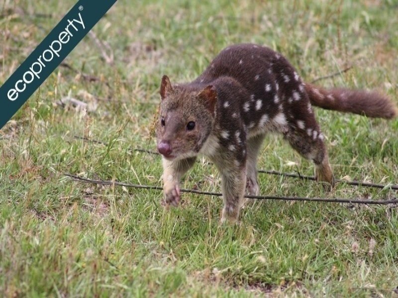 938 Pyangle Rd, Rylstone, NSW 2849 - Property Details