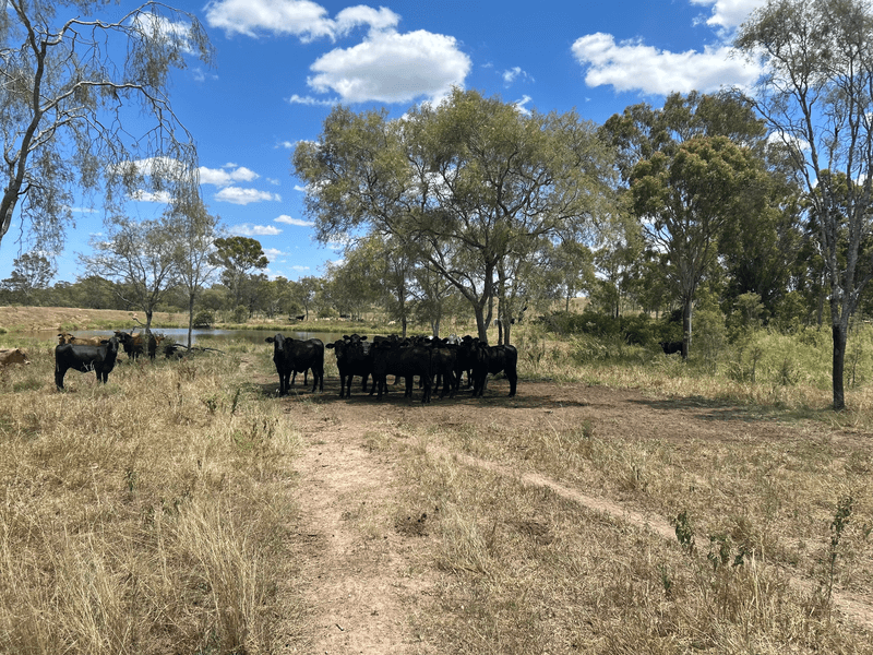 Rural properties for Sale in QLD - realestate.com.au