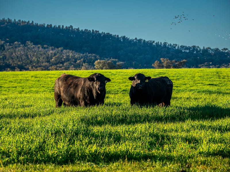 Doganabuganaram Road, Neilrex, NSW 2831 - Other for Sale - realestate ...