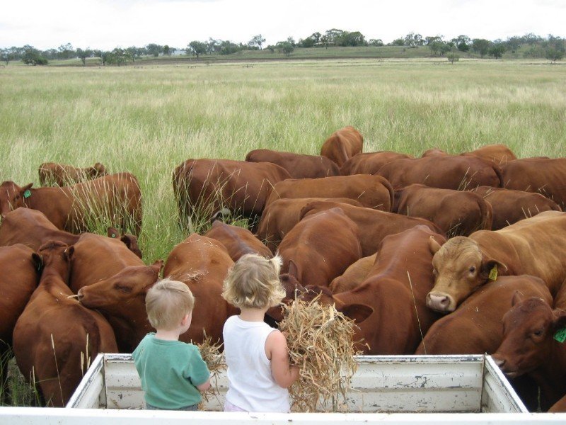 Property 7193536, Biddeston, Qld 4401 - Property Details