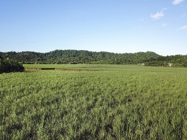 Lot 4 East Feluga Road, East Feluga, QLD 4854 - realestate.com.au