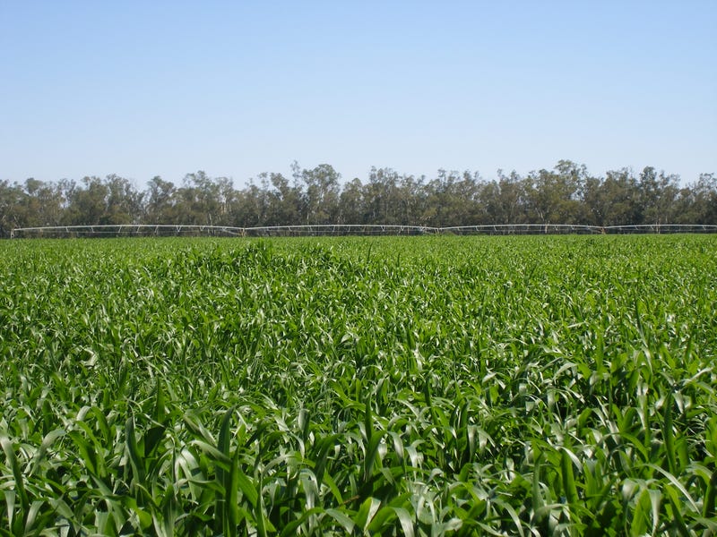 108 Gunning Road, Forbes, NSW 2871 - Property Details