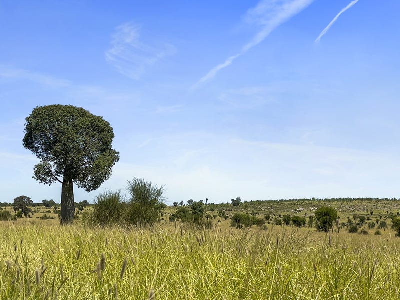 3760 Mitchell-St George Road, Mitchell, Qld 4465 - Livestock for Sale ...