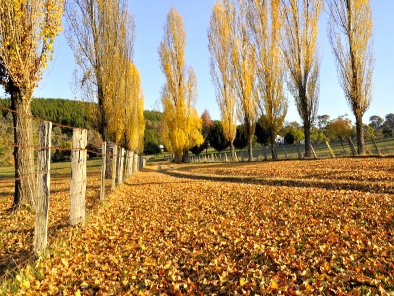 1236 Tooma Road, Tumbarumba, NSW 2653 - Property Details