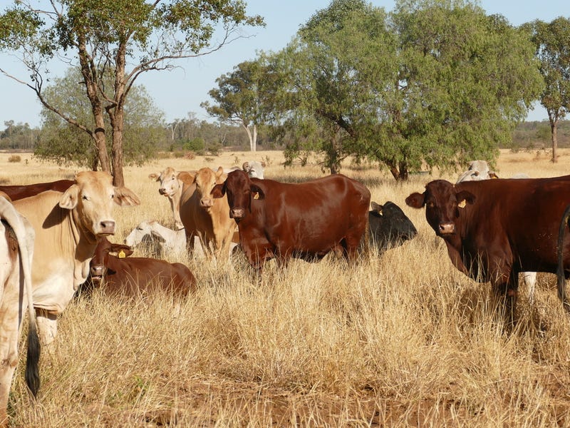 1215 Cunnyanna Road, Mitchell, Qld 4465 - Property Details