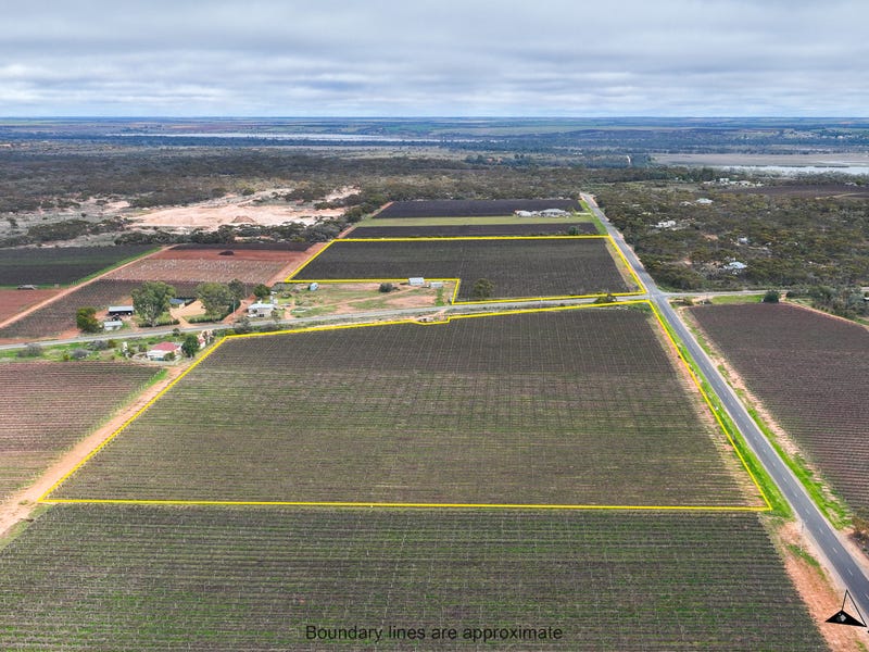 234 Thiele Road, Loveday, SA 5345 - Horticulture for Sale - realestate ...